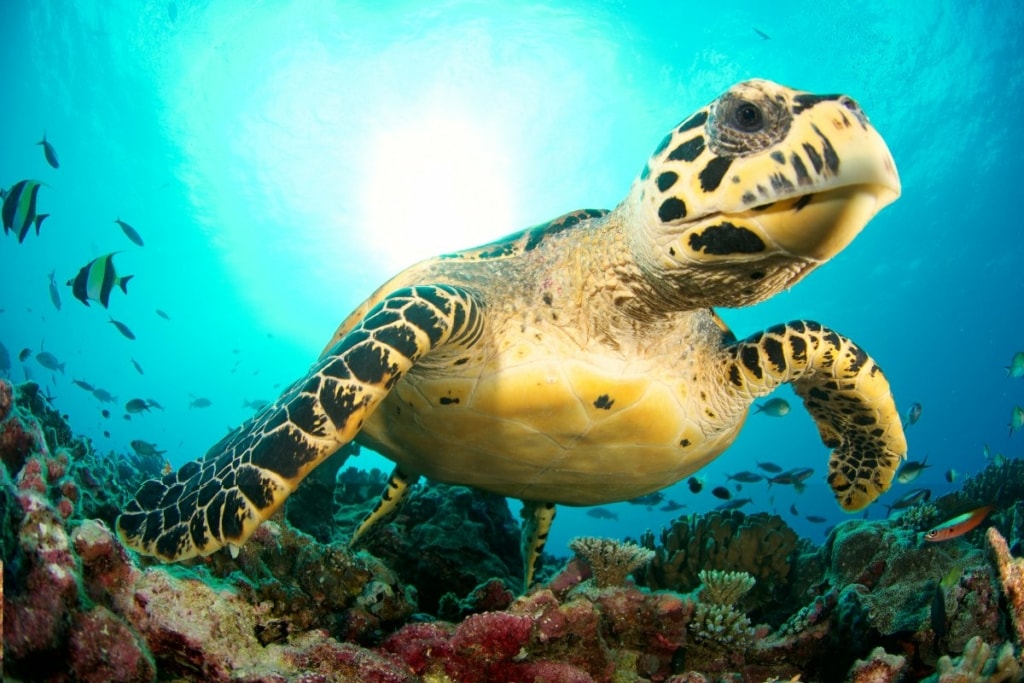 What Is Turtle Friendly Lighting - Setick